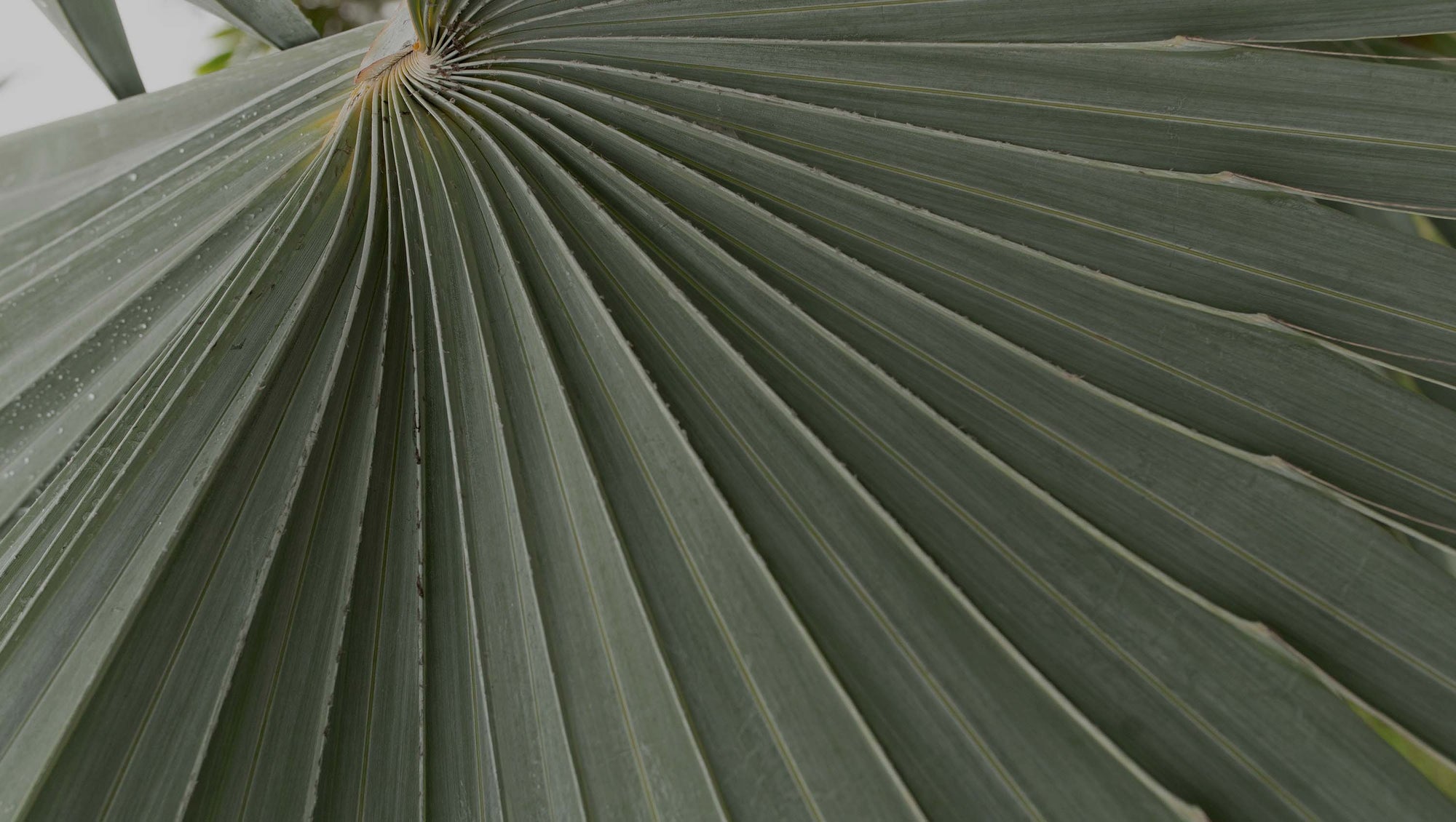 Sarah Delivered - Sarah Baeumler Shop